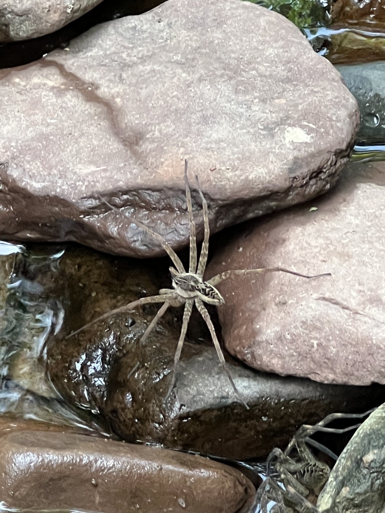 Striped Fishing Spider from Frenchtown Park, Frenchtown, NJ, US on July ...