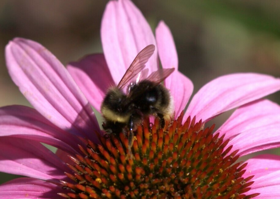 Western Bumble Bee from Audubon-Downriver, Spokane, WA, USA on July 22 ...