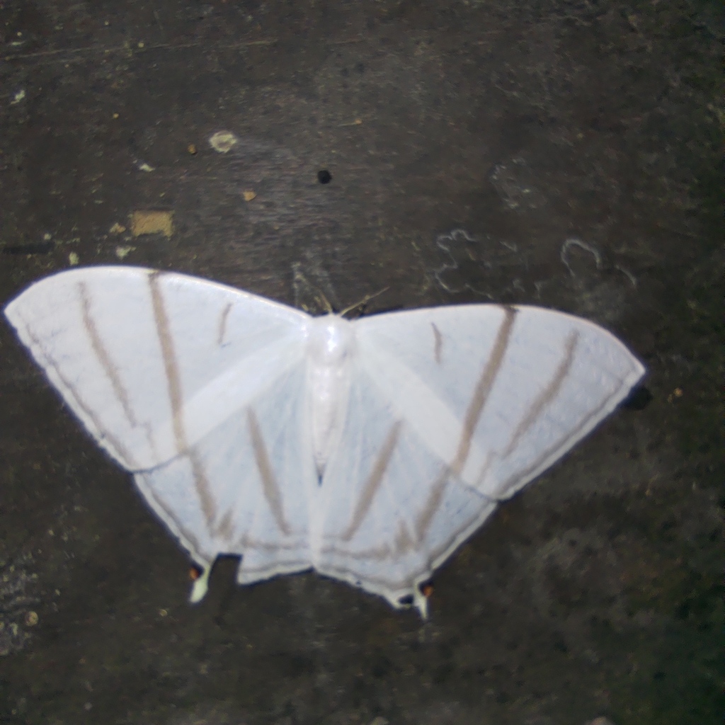 Therinia transversaria from Sarayacu, Ecuador on July 13, 2023 at 08:47 ...