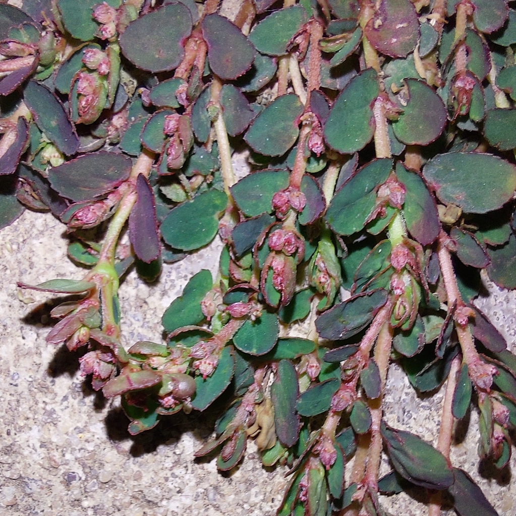 Red Caustic-creeper from 3WJP+WR Quadra poliesportiva, Alta Floresta ...