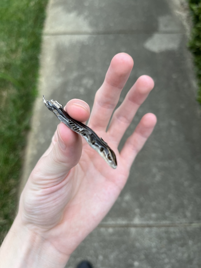 Toothy Skinks in July 2023 by Matthew · iNaturalist