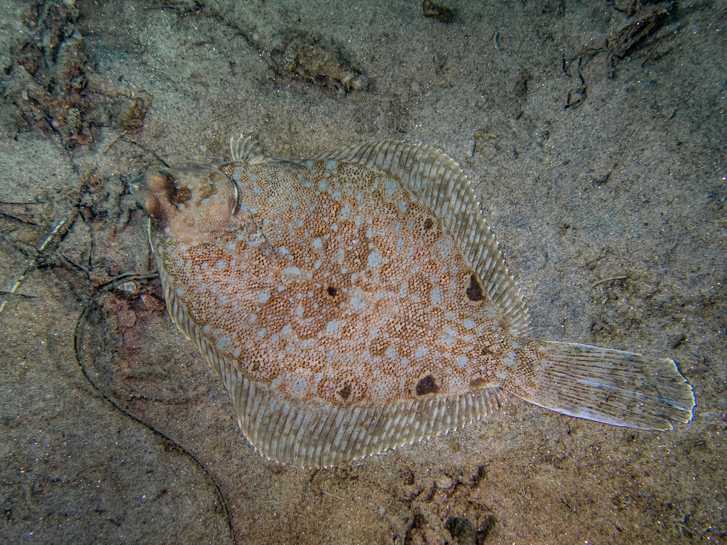 Spotted Turbot from San Diego County, CA, USA on July 23, 2023 at 07:49 ...