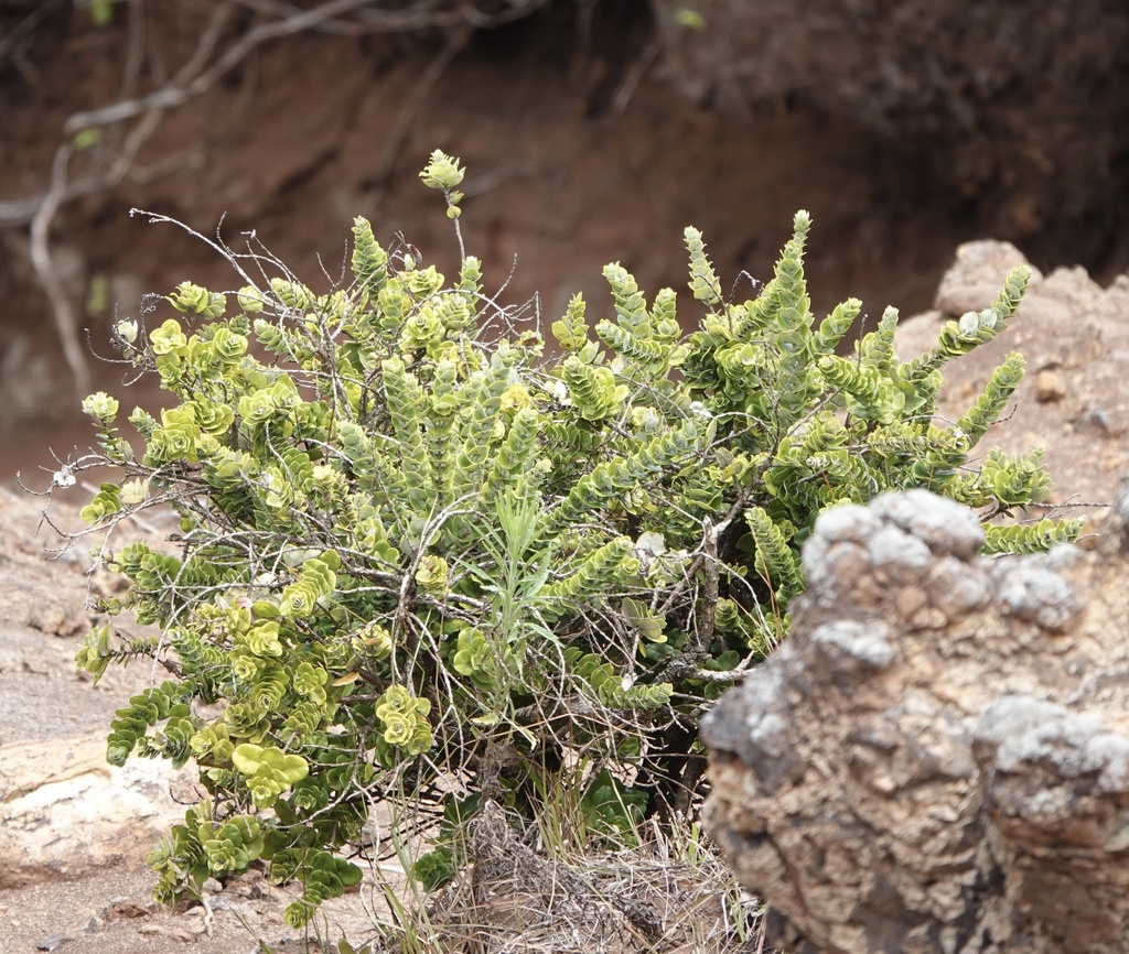 ʻŌhiʻa Lehua from Honolulu Watershed Forest Reserve, East Honolulu, HI ...
