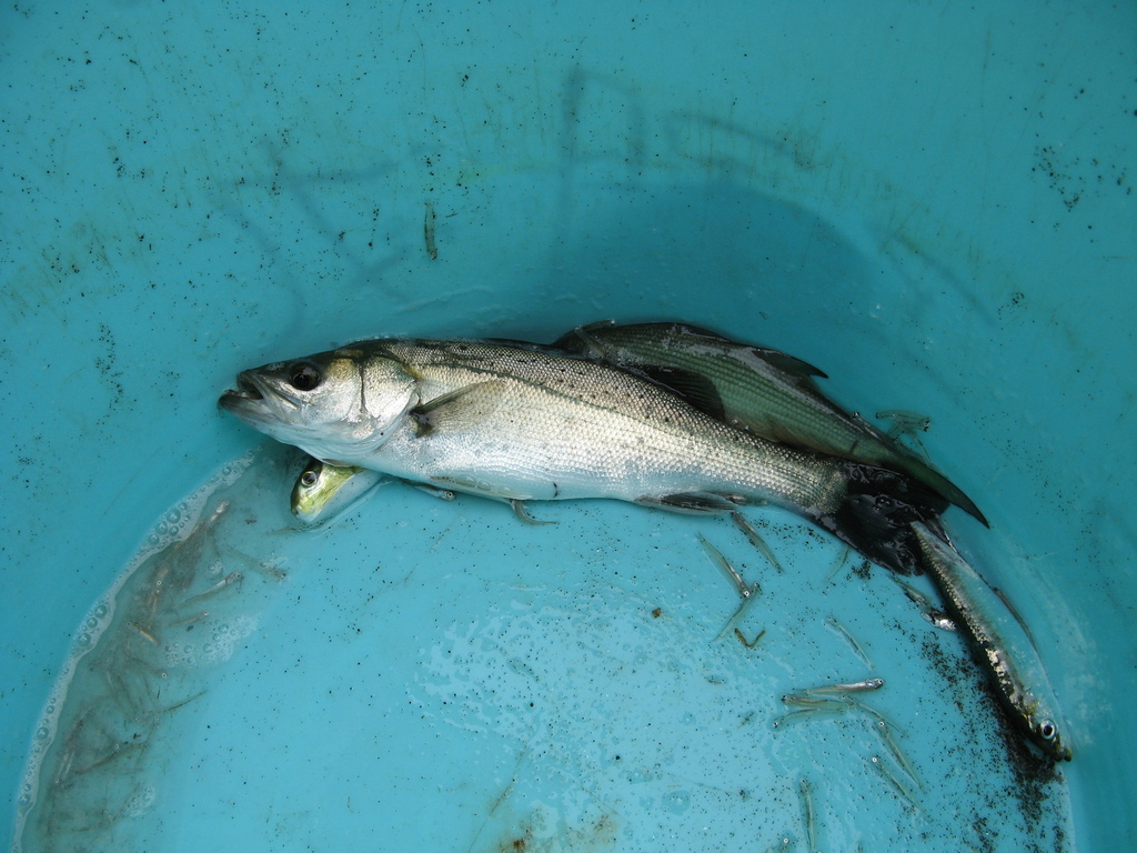 Japanese Seabass from Chigasaki, JP-KN, JP on September 29, 2007 at 10: ...