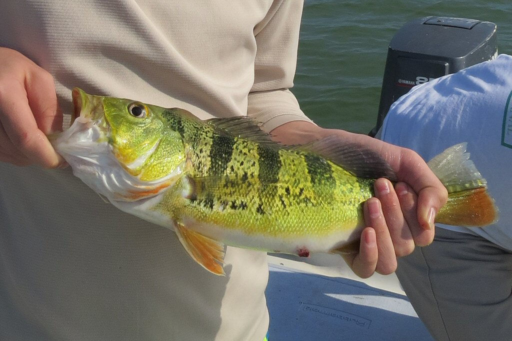 Tucanare Peacock Bass (Cichla monoculus) - Marine Life Identification