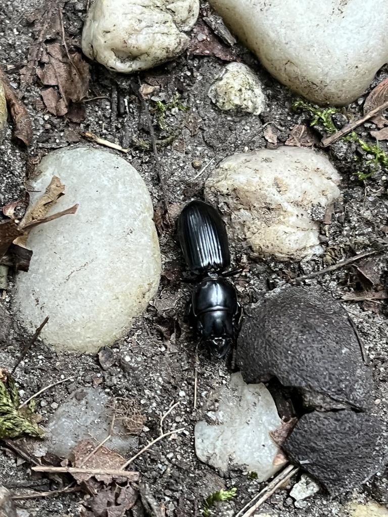 Big-headed Ground Beetle from Long Island, Huntington, NY, US on July ...