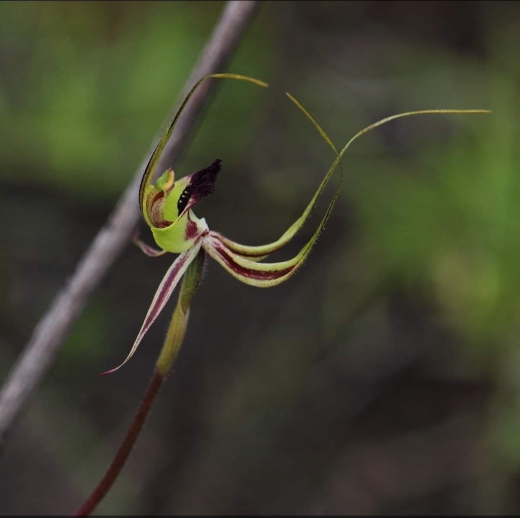 pointing spider orchid from Boyatup WA 6450, Australia on September 23 ...