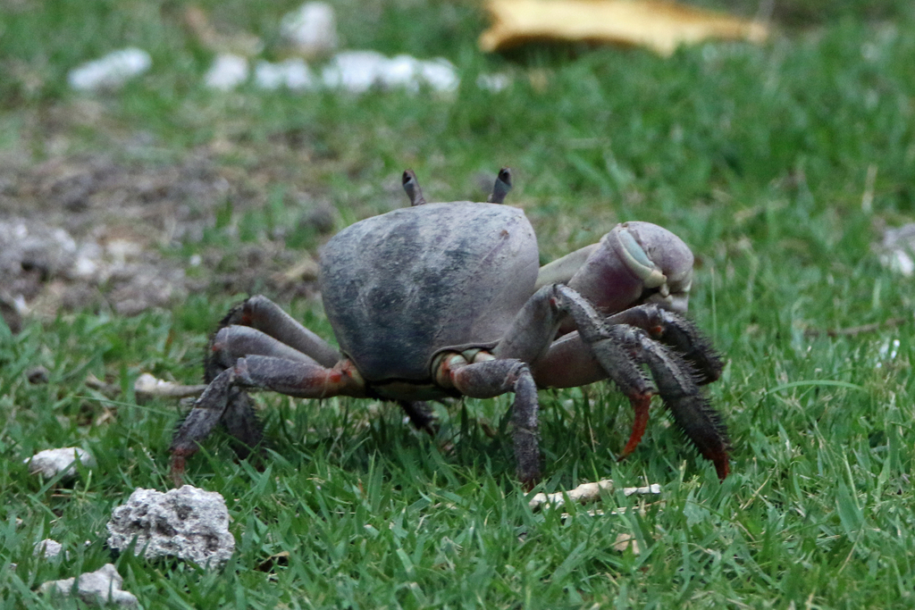 Brown Land Crab from Cocos (Keeling) Islands on November 23, 2022 at 09 ...