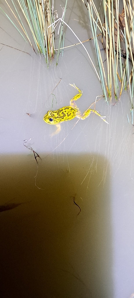 Painted Burrowing Frog from Little Desert VIC 3418, Australia on June ...