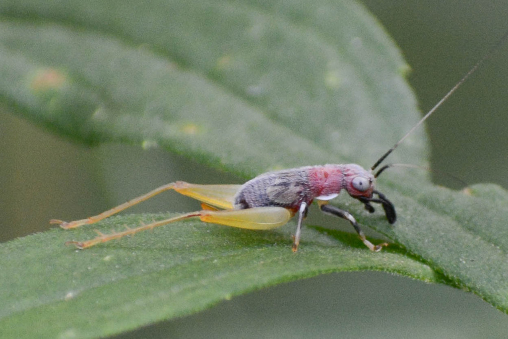 Red-headed Bush Cricket from Northwest Raleigh, Raleigh, NC, USA on ...