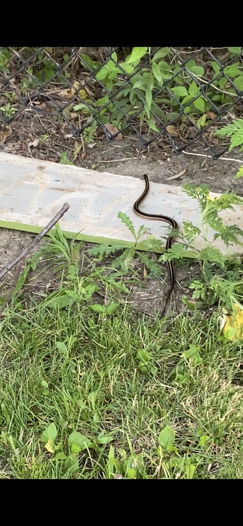 Common Garter Snake from Blazing Star Dr, Iowa City, IA, US on July 23 ...