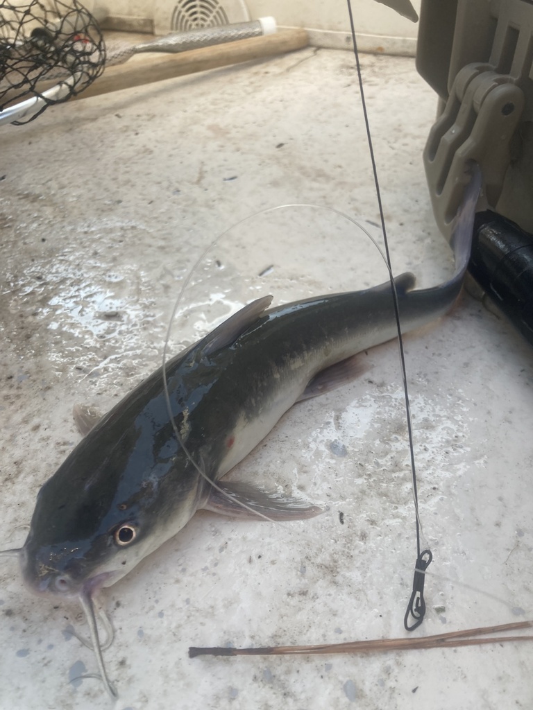 Hardhead Catfish from Little Egg Island, Sapelo Island, GA, US on July ...