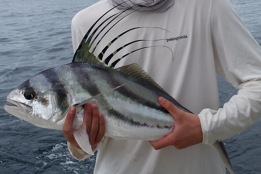 Roosterfish (Nematistius pectoralis) - Marine Life Identification