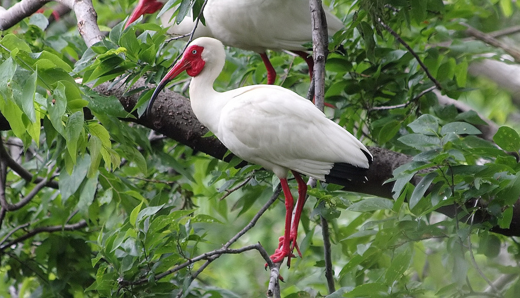 White Ibis from UTSW rookery Campus, Dallas, TX 75390, USA on May 18 ...