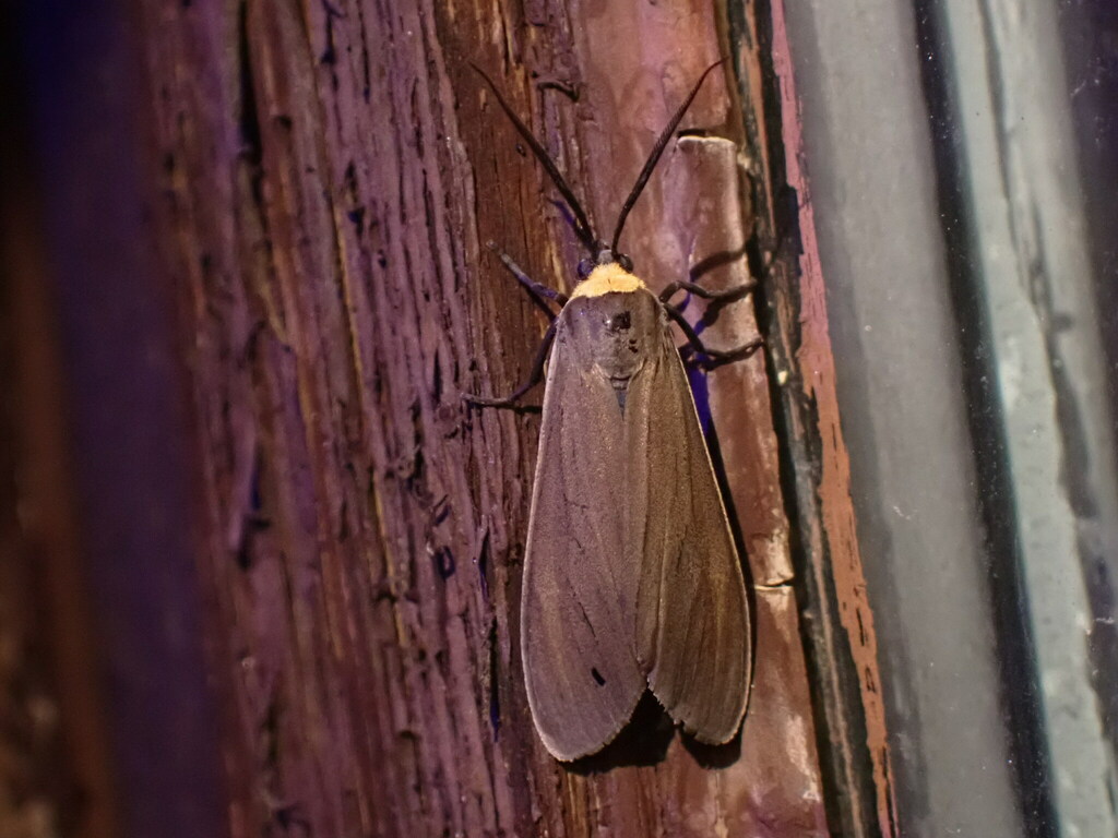 Yellow-collared Scape Moth from Val Marie, SK S0N 2T0, Canada on July ...