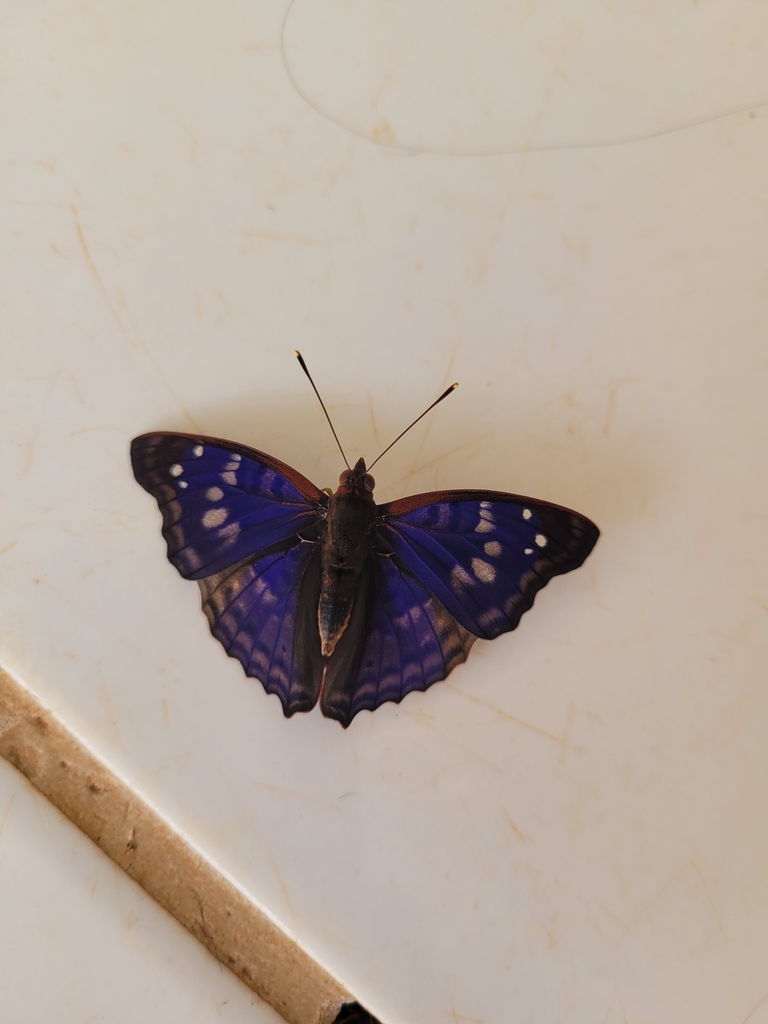 Agathina Emperor from St. D, Alta Floresta - MT, 78580-000, Brasil on ...