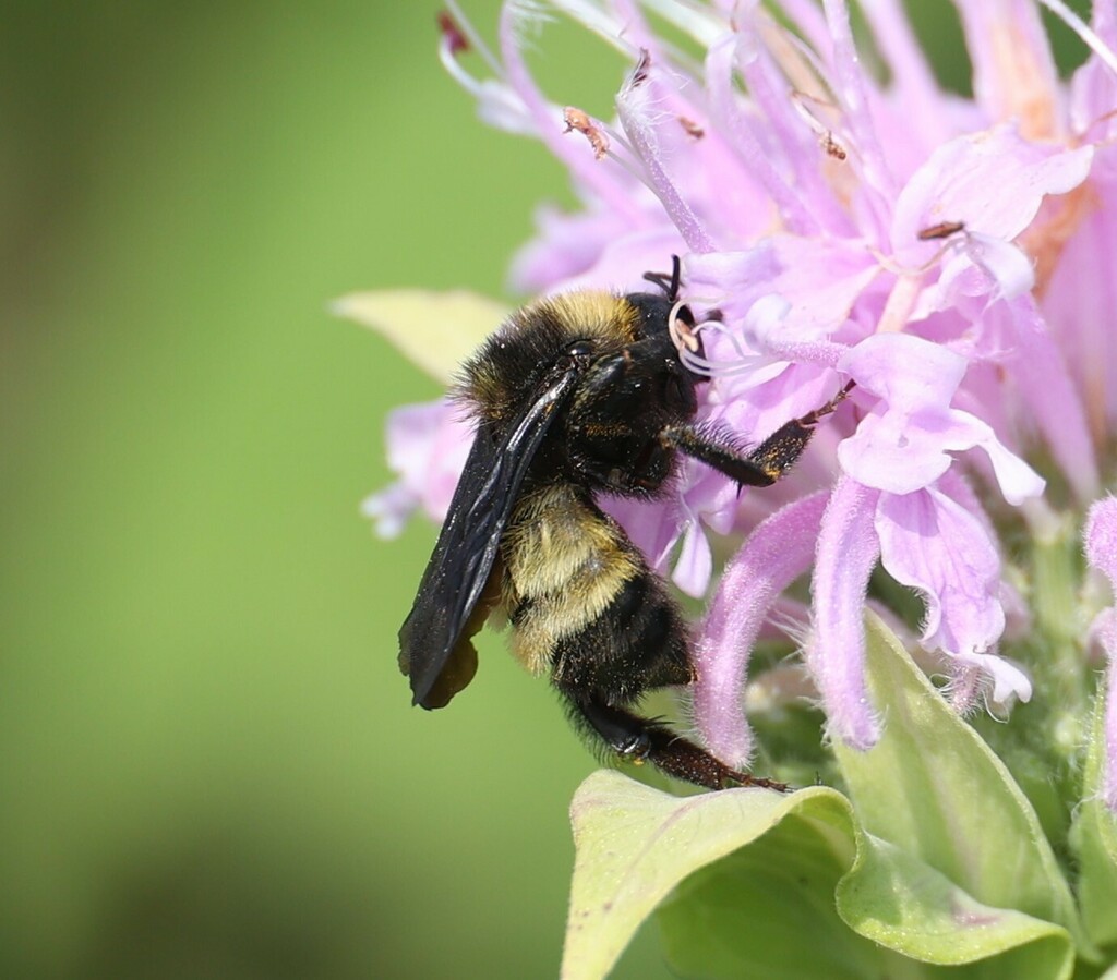 American Bumble Bee from Belvidere, IL 61008, USA on July 23, 2023 at ...
