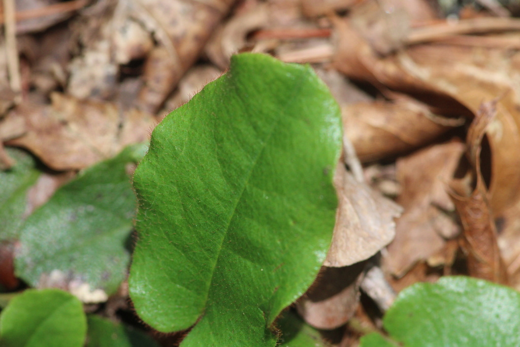 trailing arbutus from Baltimore County, MD, USA on July 2, 2023 at 01: ...