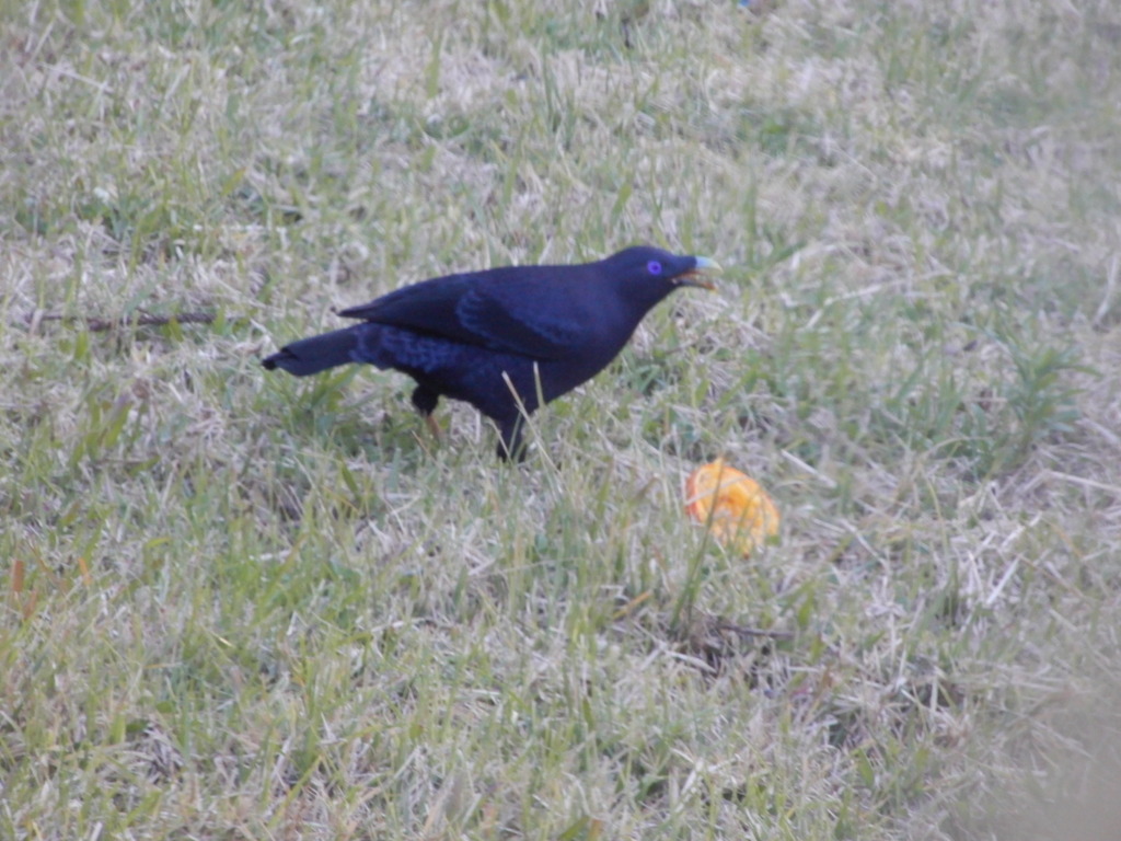 Satin Bowerbird from Upper Tooloom NSW 2475, Australia on July 22, 2023 ...