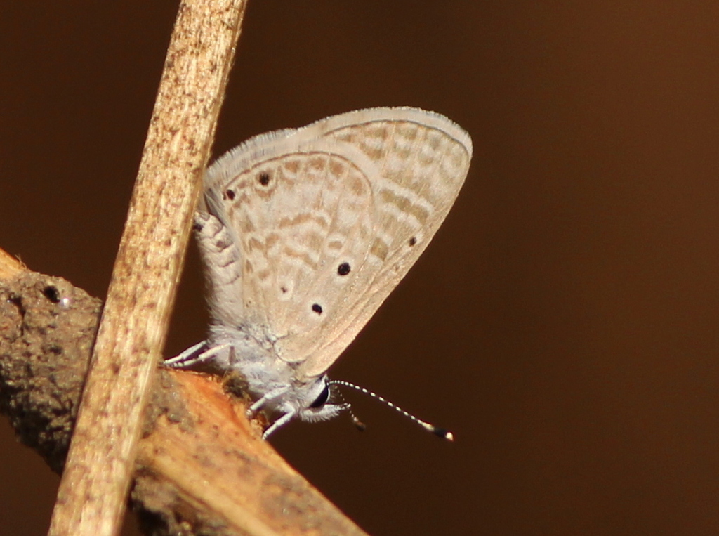 Dull Babul Blue (Big Butterfly Month India Field guide - Gaurav S ...
