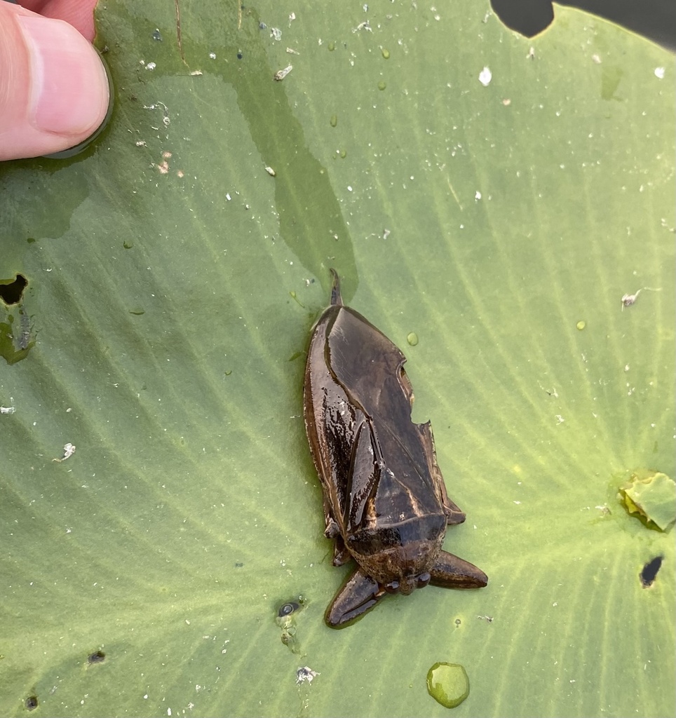 American Giant Water Bug from Harrison Park, MB, CA on July 23, 2023 at ...