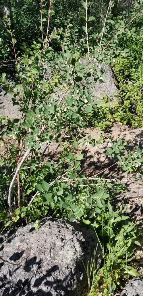 Roundleaf Snowberry from Steens Mountain, OR, USA on July 23, 2023 at ...