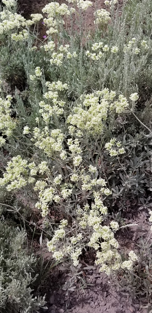 wild buckwheats from Steens Mountain, OR, USA on July 23, 2023 at 11:45 ...