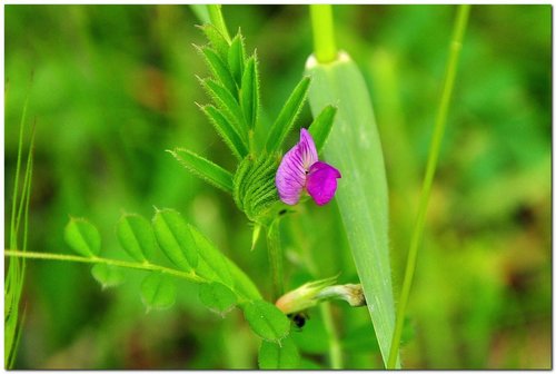 Common Vetch (Introduced Species of Uplands Park, Oak Bay, BC ...
