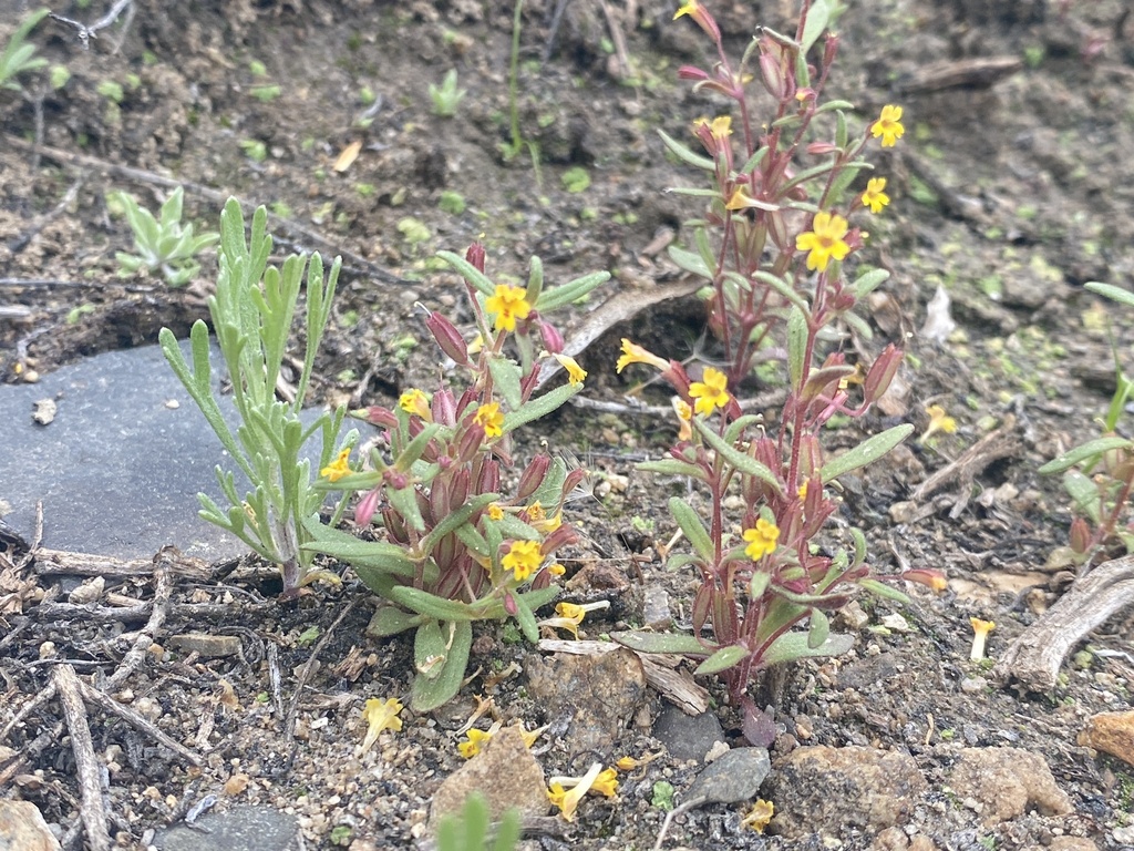 miniature monkeyflower from Inyo National Forest, Bishop, CA, US on ...