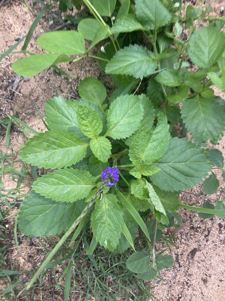 Blue Porterweed from Santa Bárbara de Samaná, DO-SM, DO on July 23 ...
