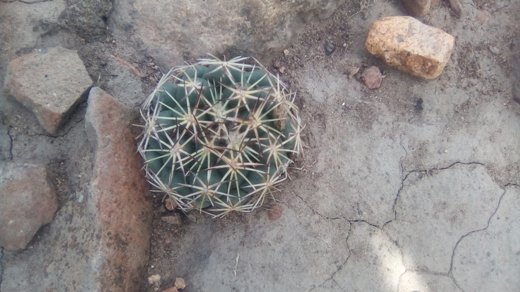 Coryphantha radians in November 2017 by Antonio Navarro · iNaturalist