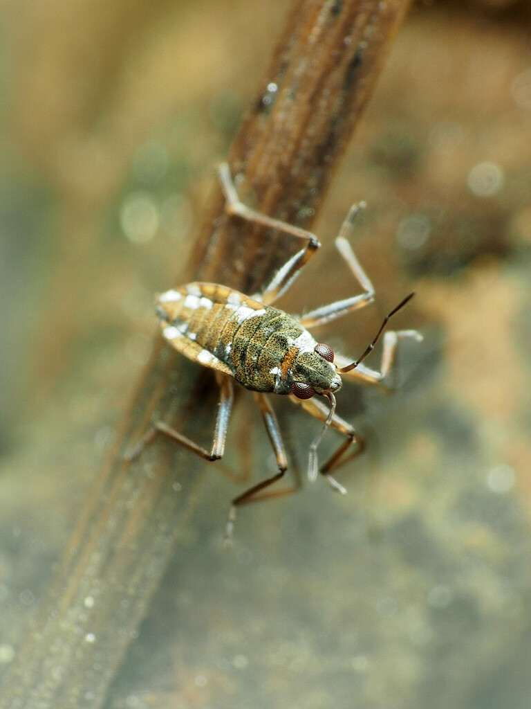 Microvelia americana from Potomac, MD, USA on July 8, 2023 at 12:32 PM ...