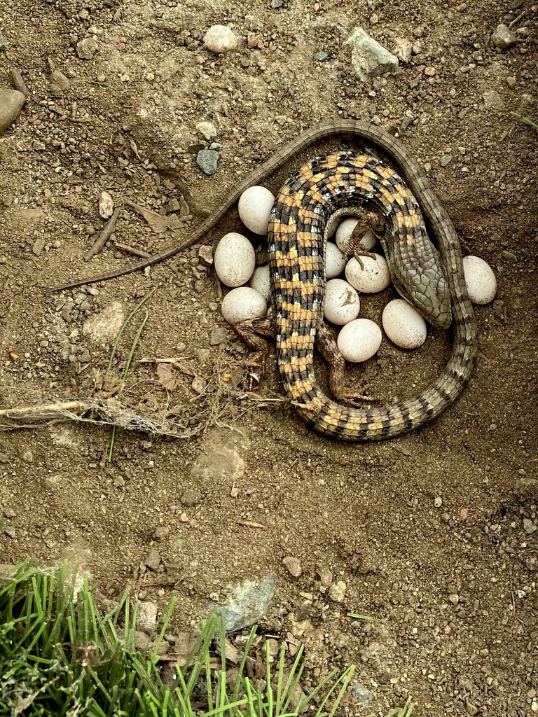 Southern Alligator Lizard from Black Mountain Rd, San Diego, CA, US on ...