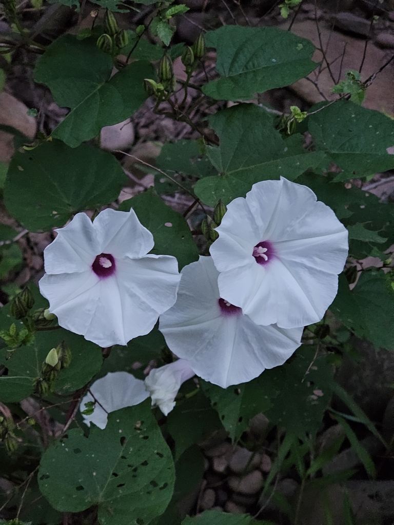 wild potato vine from Cabins, WV 26855, USA on July 23, 2023 at 05:59 ...