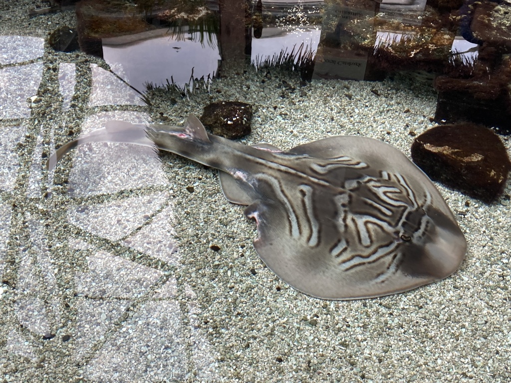 Fiddler Rays from Tennessee Aquarium, Chattanooga, TN, US on July 23 ...