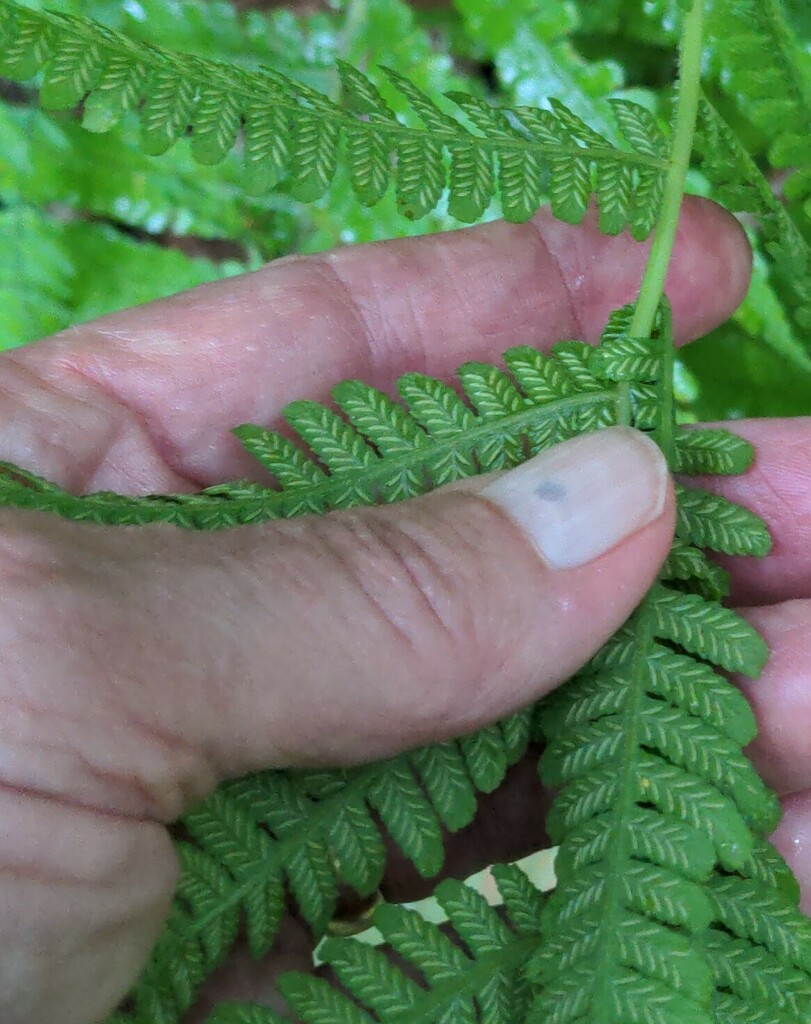 silvery glade fern from Nelson County, VA, USA on July 23, 2023 at 02: ...
