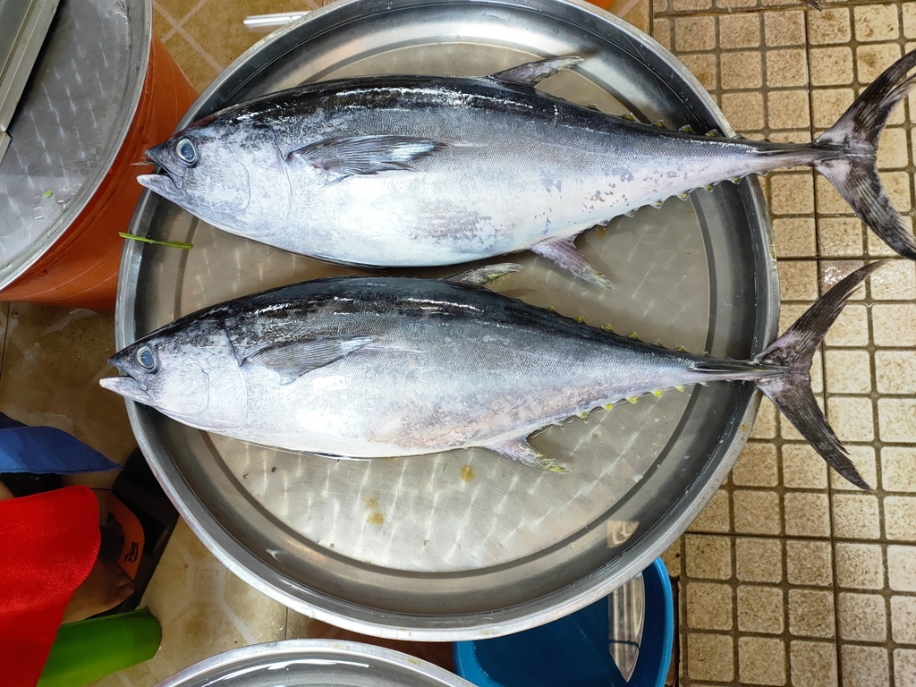 Longtail Tuna from เลขที่ 78 หมู่ 12 Tambon Thang Kwian, Amphoe Klaeng ...