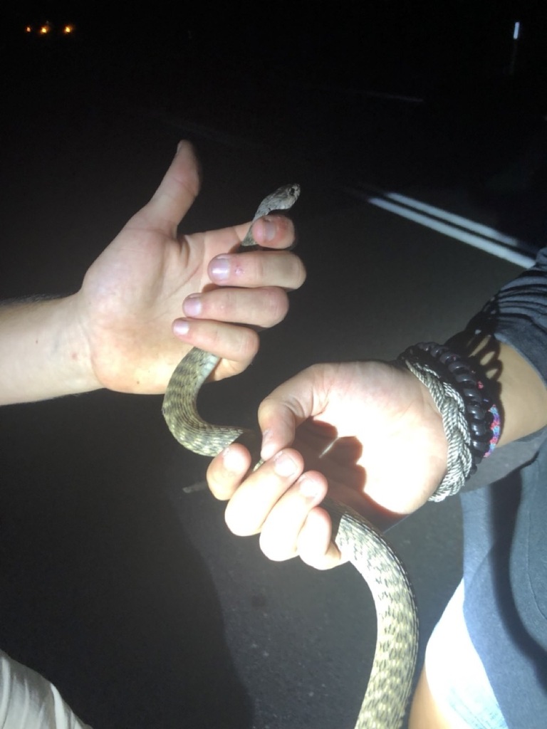 Freshwater Snake in November 2019 by Julien Ueda · iNaturalist