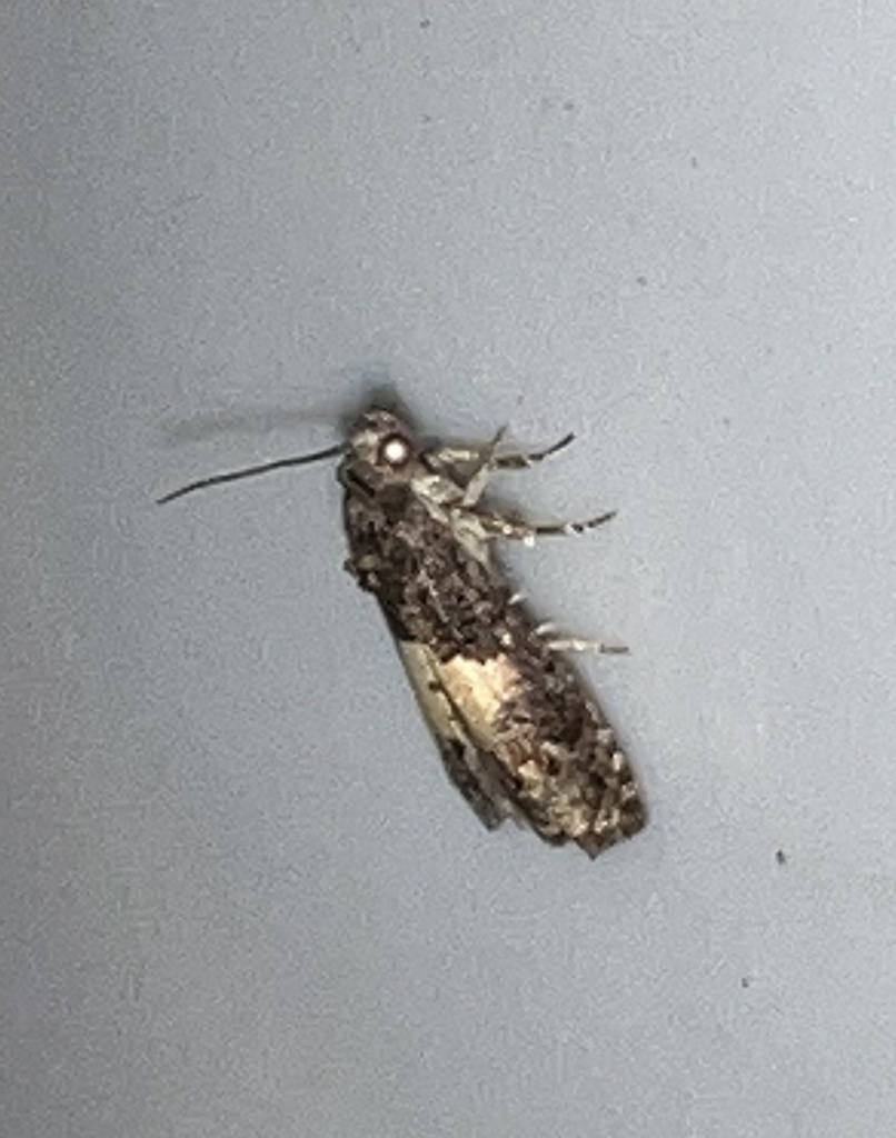 Epiblema infelix from Pennsylvania Ave, Apalachin, NY, US on July 23 ...