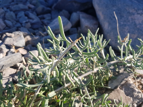 Zygophyllum xanthoxylon · NaturaLista Colombia