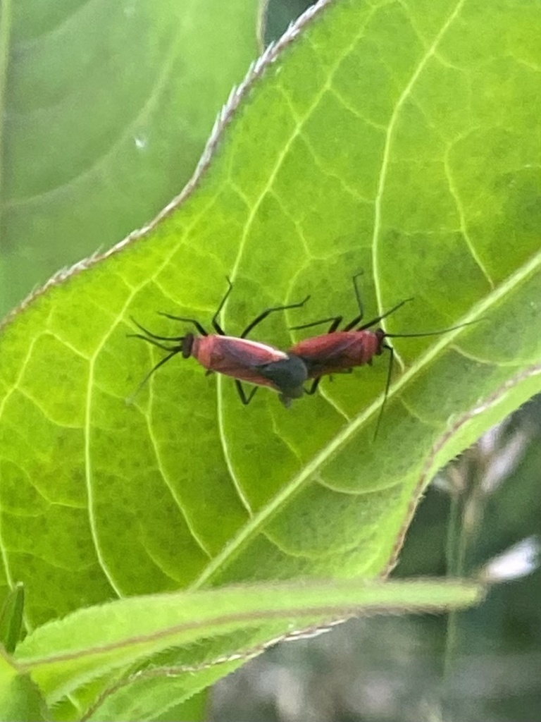 Scarlet Plant Bugs from Webber Hill Rd, Kennebunk, ME, US on July 23 ...
