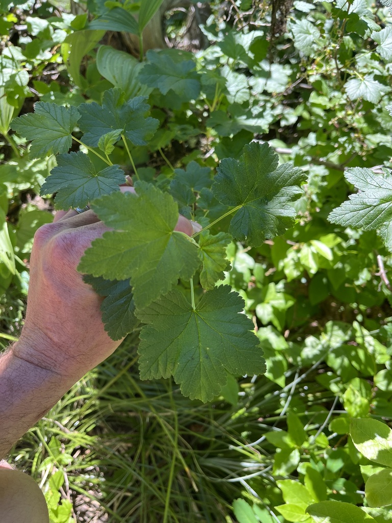 Maple currant from Mt. Hood Park Division Recreation Area, Mount Hood ...