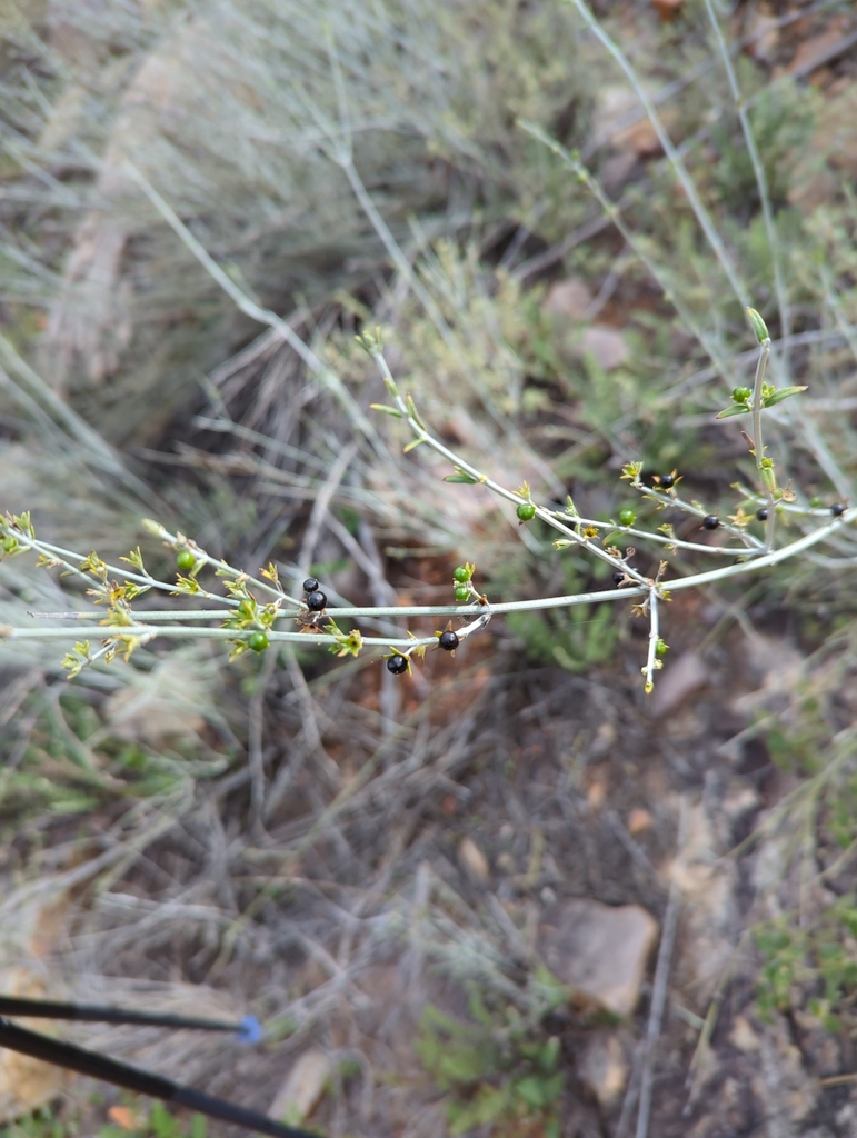 flowering plants from West MacDonnell, Sandover, AU-NT, AU on July 24 ...