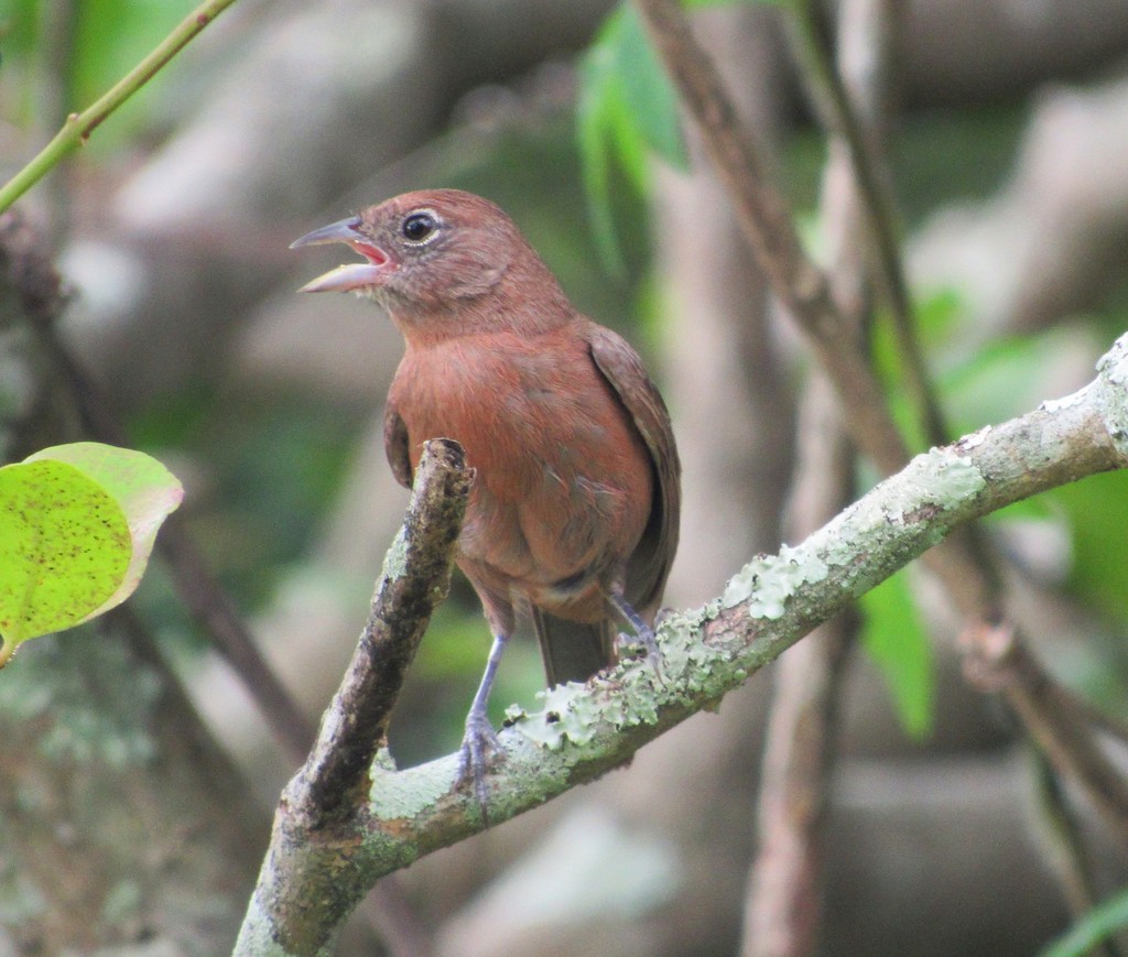 Red-crested Finch from Campeche, Florianópolis - State of Santa ...