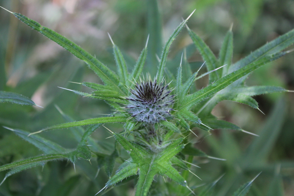 Bull Thistle from Olema Valley Trail, Bolinas, CA 94924, USA on July 17 ...
