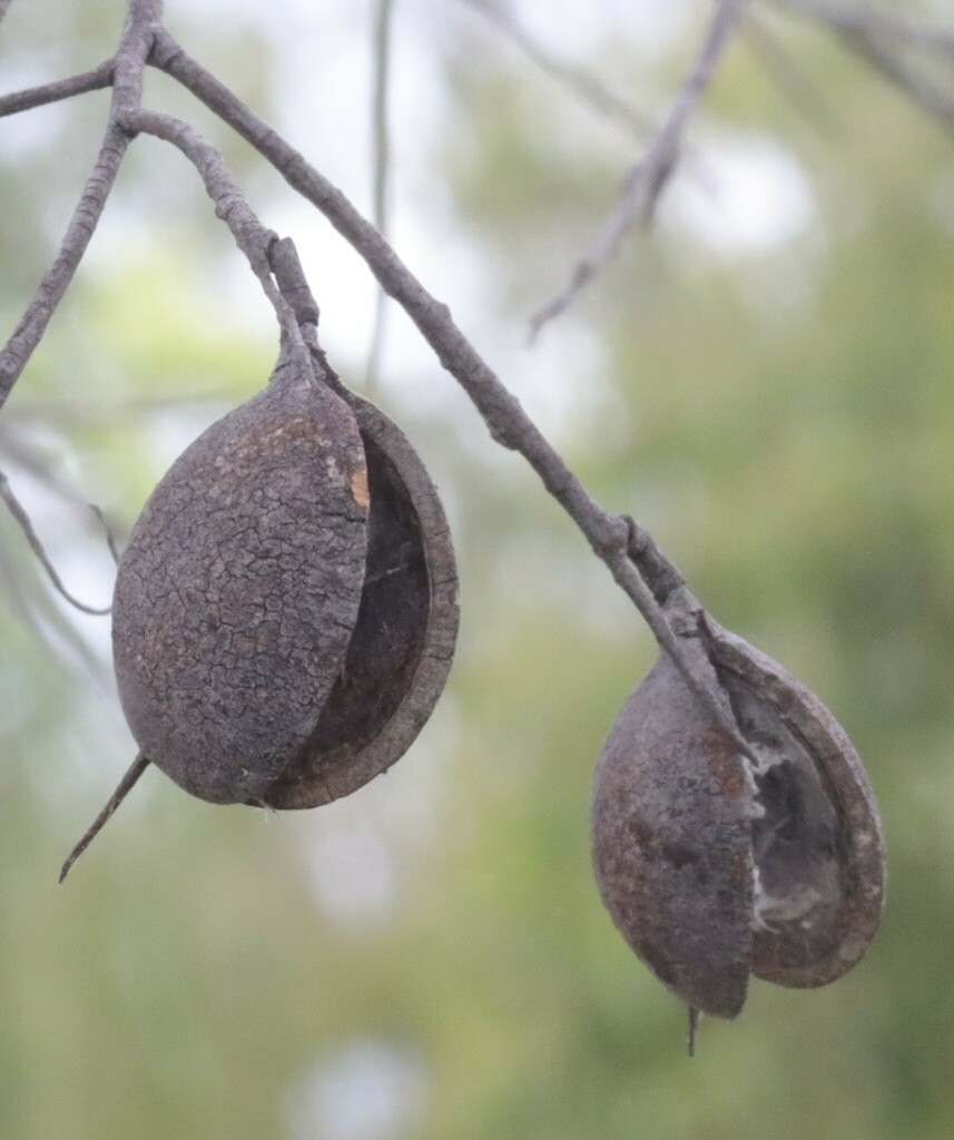 Beefwood (Grevillea parallela) - Botanical Realm