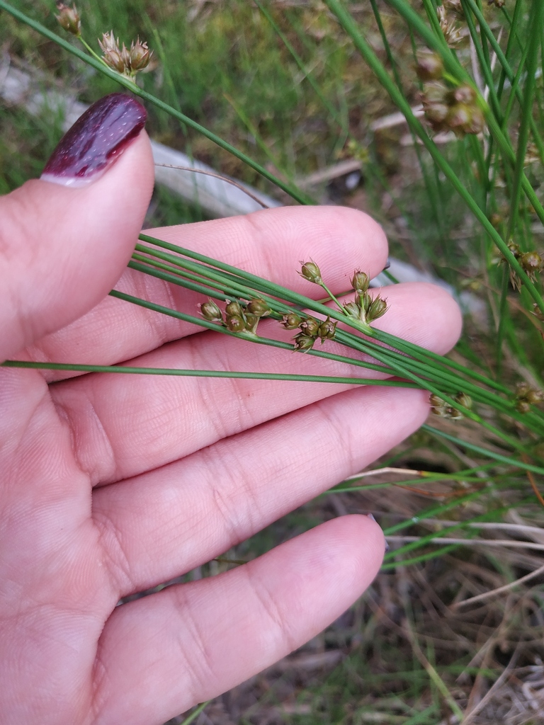 Thread Rush from Салехард, Ямало-Ненецкий автономный округ, Россия on ...