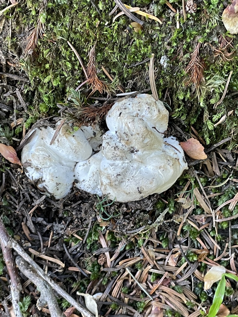 Sheep Polypore from Idaho Panhandle National Forest, Bonners Ferry, ID ...