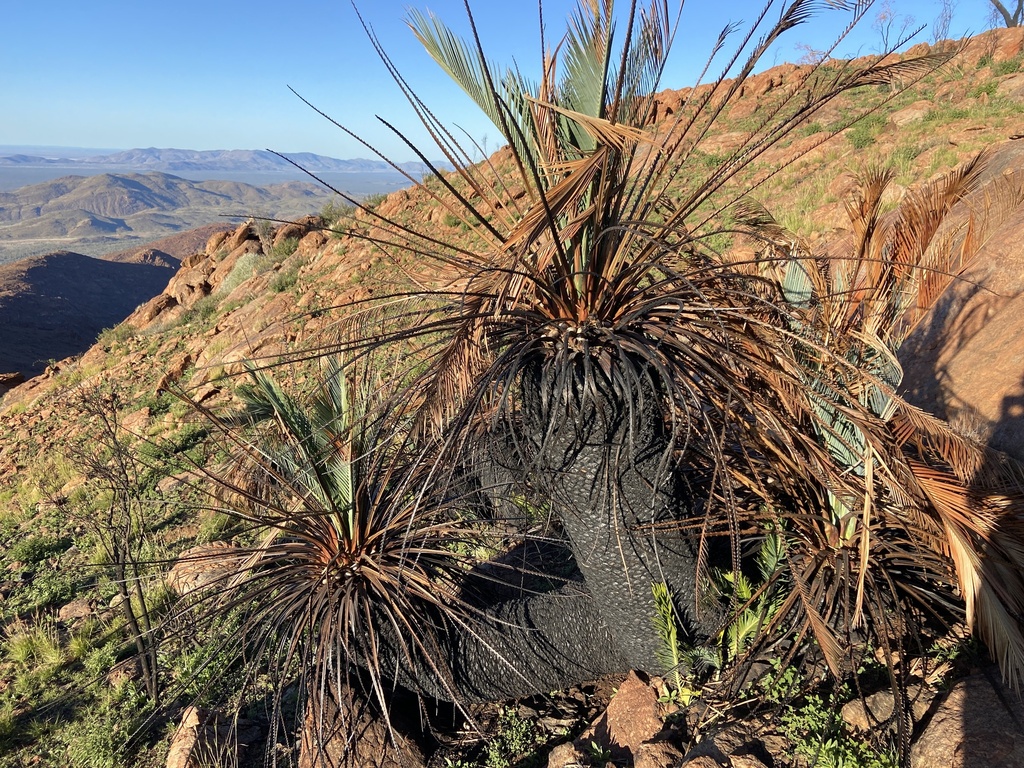 MacDonnell Ranges Cycad from Tjoritja/West MacDonnell National Park ...
