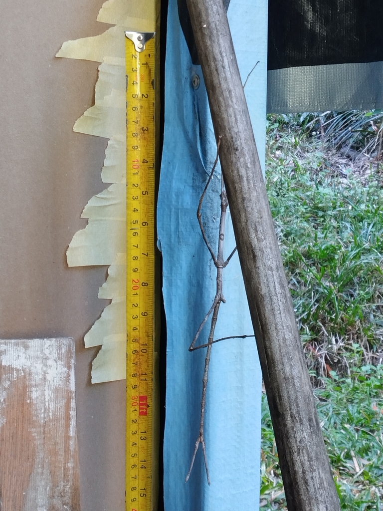 Ctenomorpha gargantua from Speewah on July 24, 2023 at 01:53 PM by ...